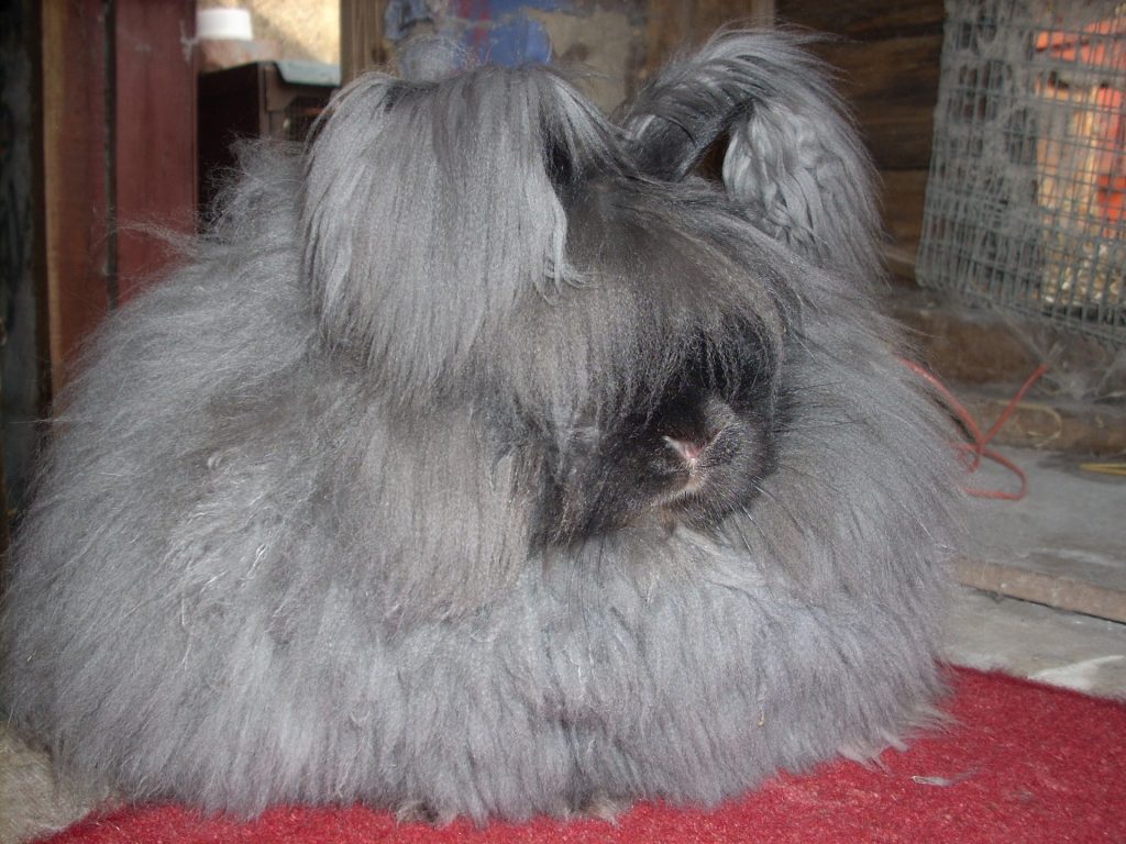 An introduction to the coloured angora rabbit - UK National Angora ...