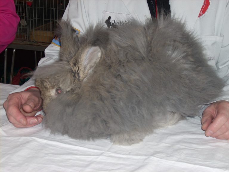 Agouti colours Brown-Grey english angora - UK National Angora Rabbit Club
