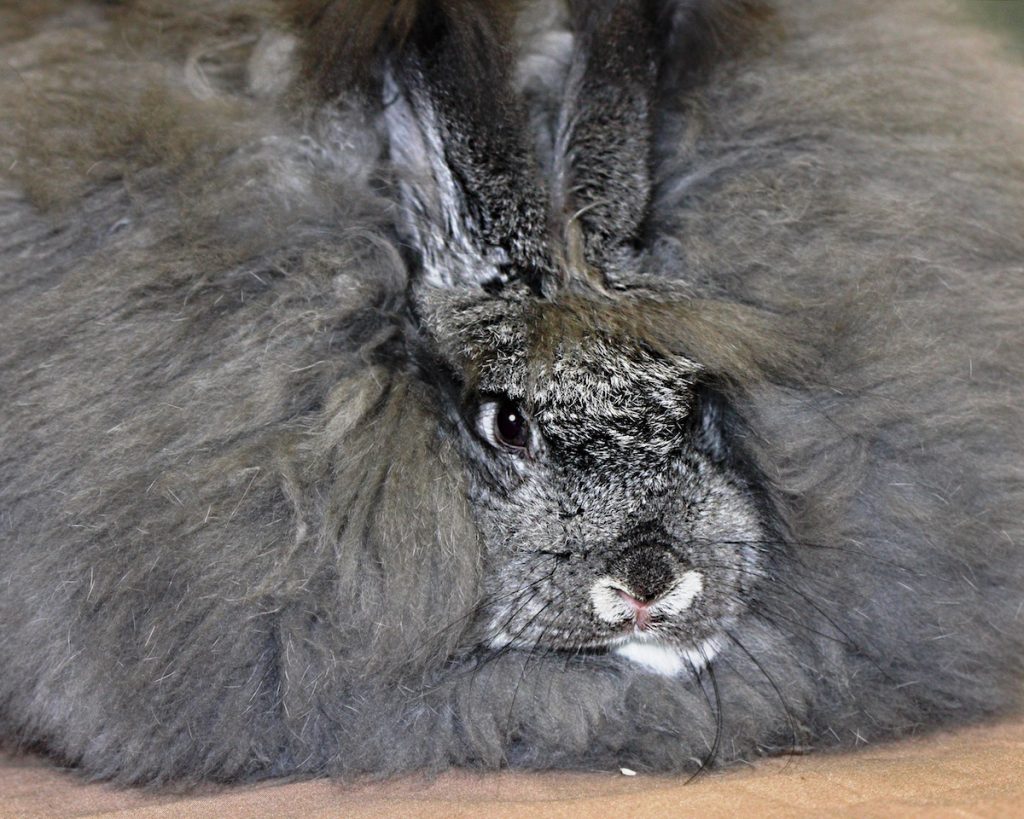 Breed standard for coloured English Angoras - UK National Angora Rabbit ...