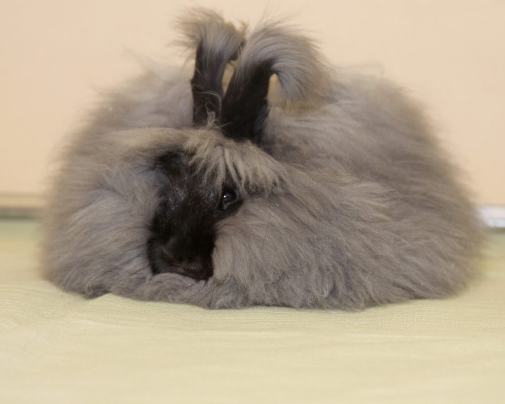Smoke English Angora - UK National Angora Rabbit Club