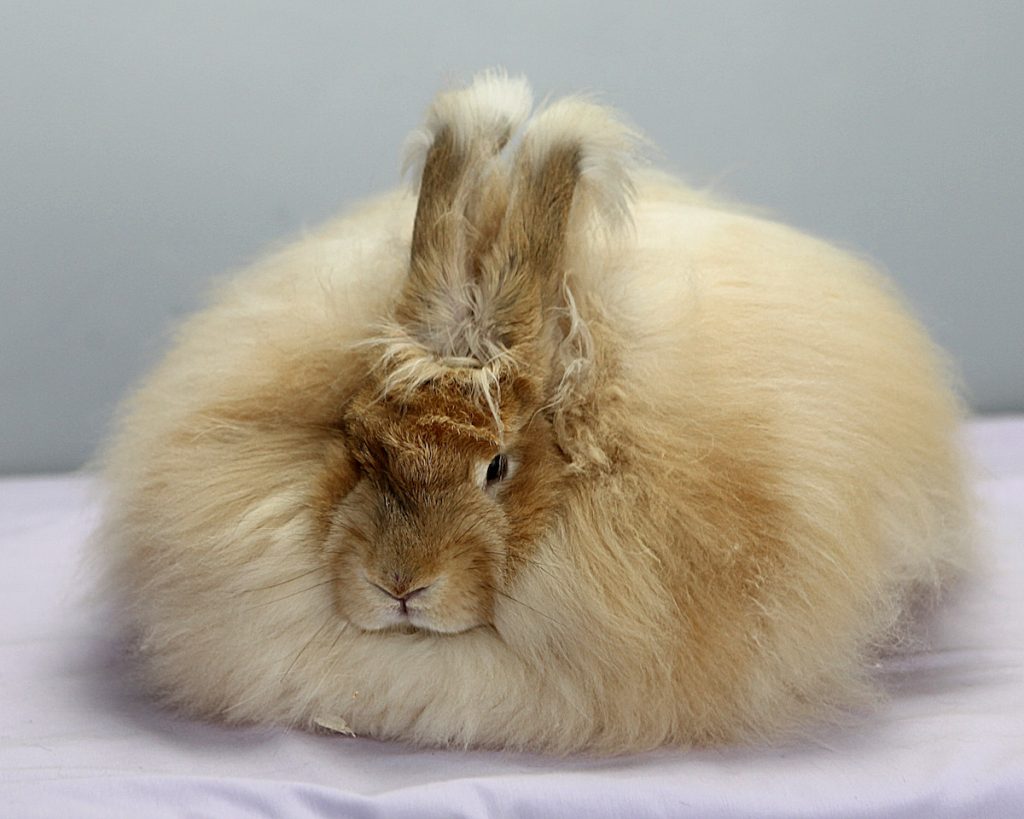 Golden English Angora - UK National Angora Rabbit Club