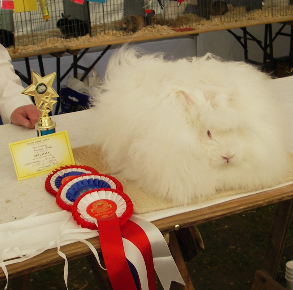 The breed standard of the white English Angora - UK National Angora ...