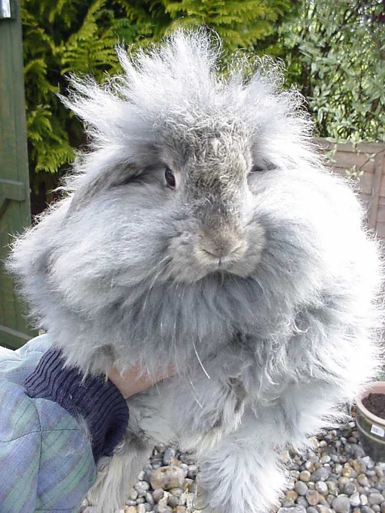 Lopped ears on an angora - UK National Angora Rabbit Club