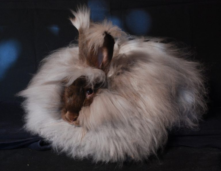 Rabbit, Rabbit: How to Hairdress an Angora - UK National Angora Rabbit Club