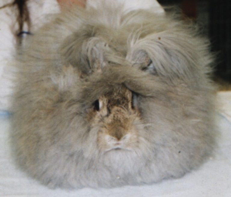 Agouti colours Brown-Grey english angora - UK National Angora Rabbit Club