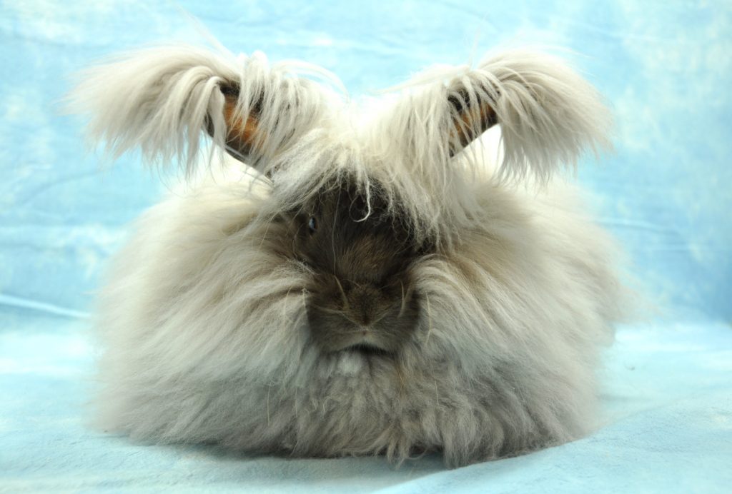 Chocolate english angora - UK National Angora Rabbit Club