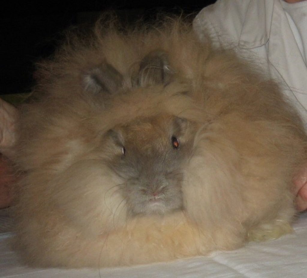 Breed standard for coloured English Angoras - UK National Angora Rabbit ...