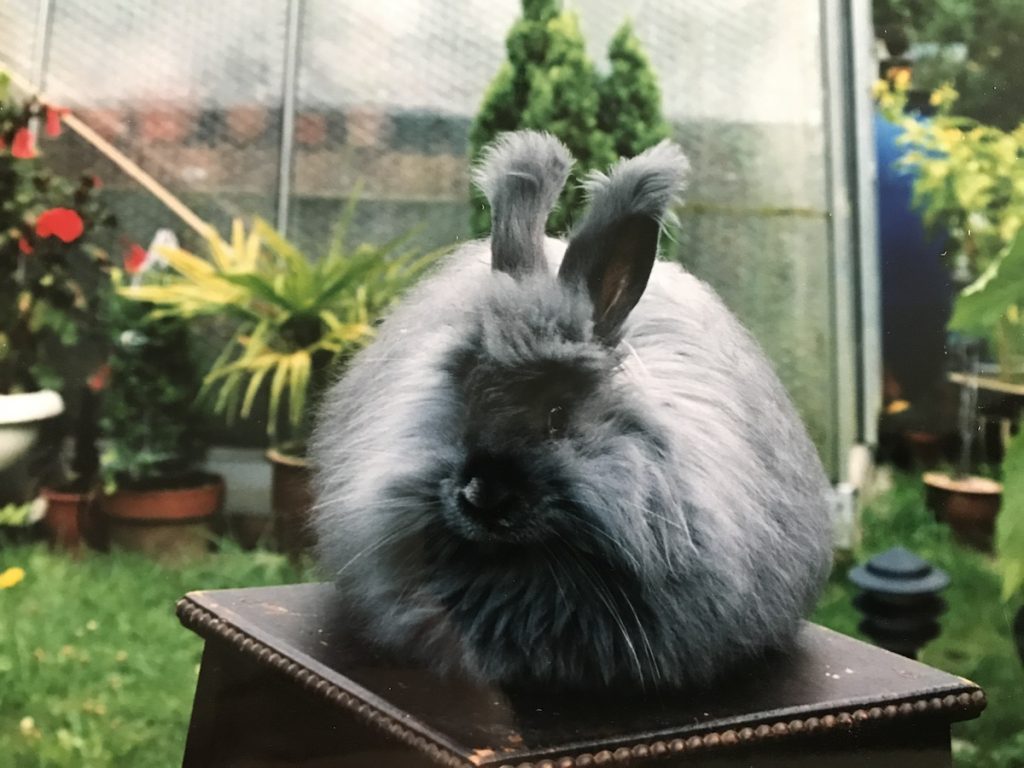 Breed standard for coloured English Angoras - UK National Angora Rabbit ...
