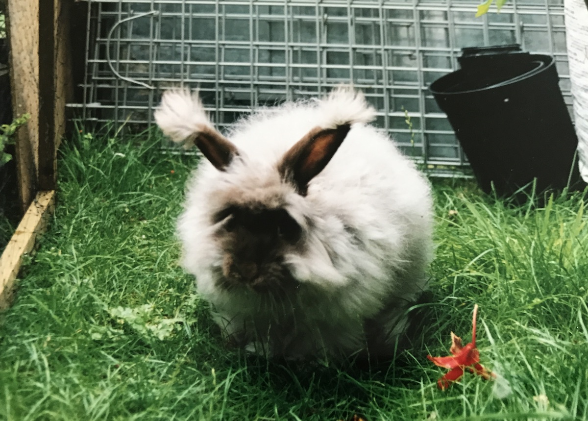 Angoras on the run - UK National Angora Rabbit Club