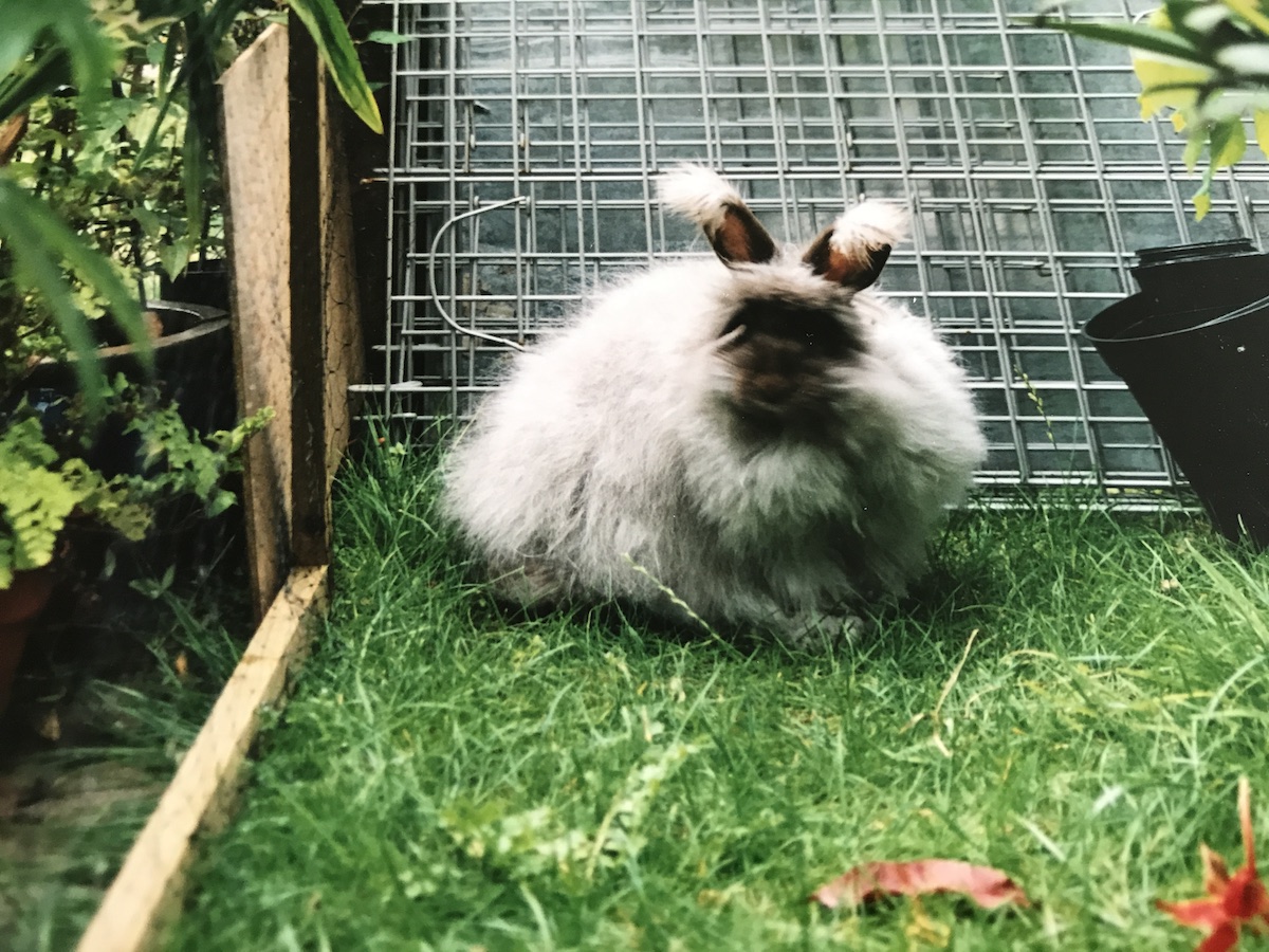 Angoras on the run - UK National Angora Rabbit Club