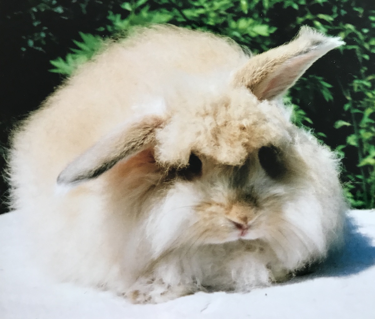 Otitis - ear problems - UK National Angora Rabbit Club