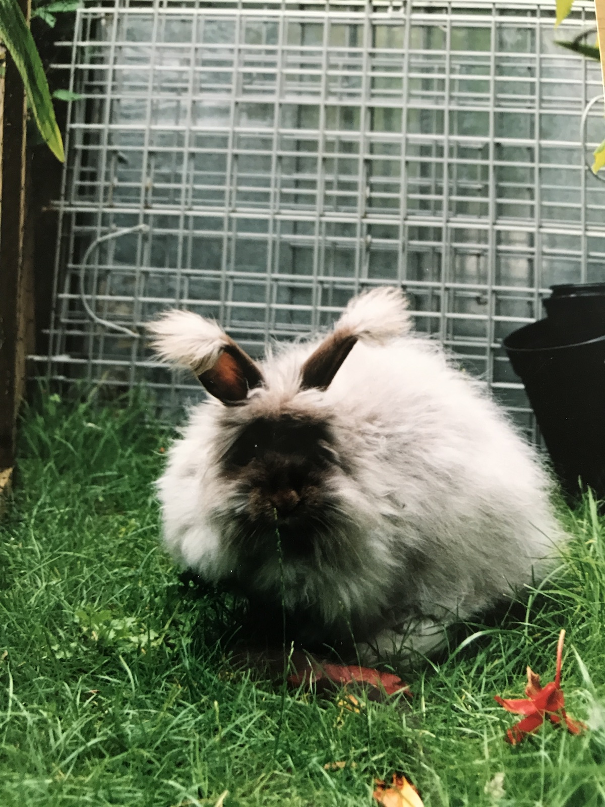 Angoras on the run - UK National Angora Rabbit Club