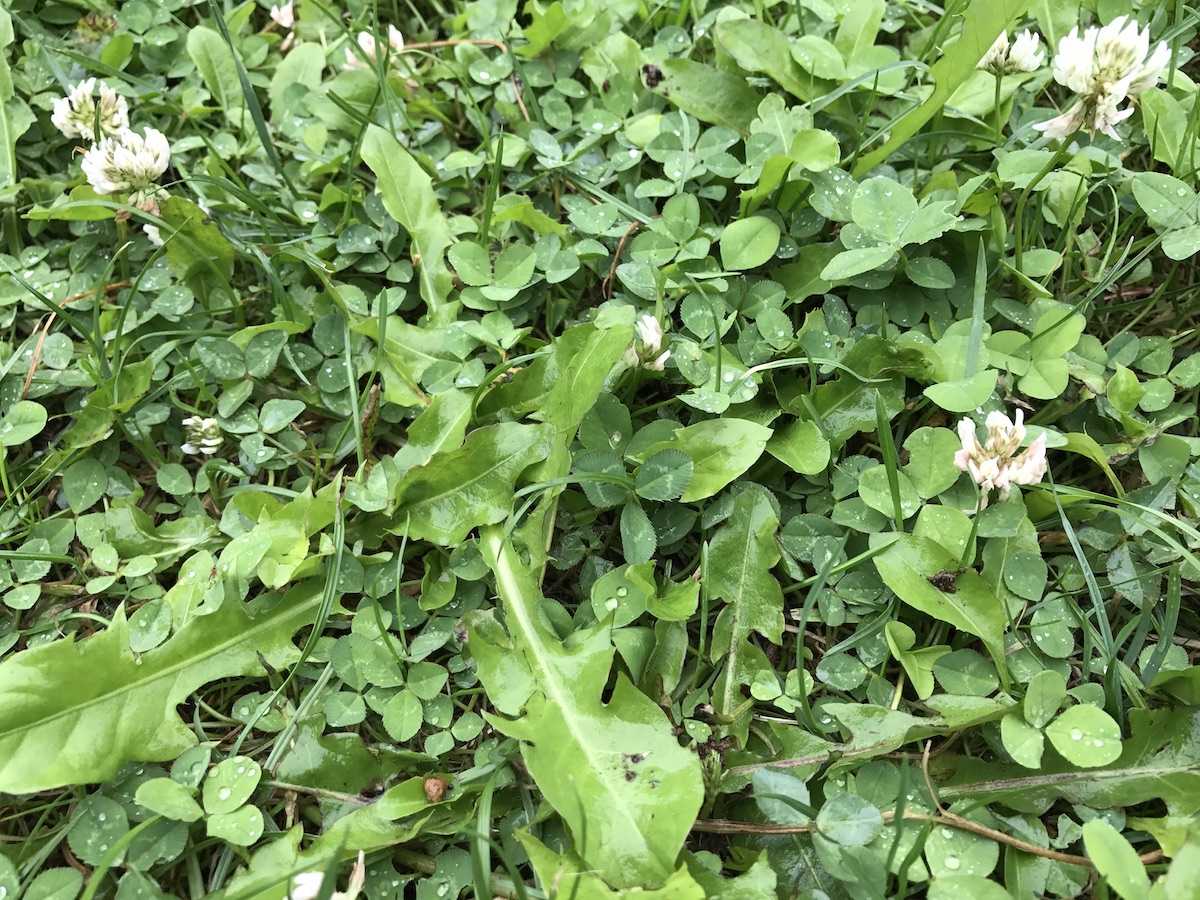 Greens for Angora rabbits - UK National Angora Rabbit Club
