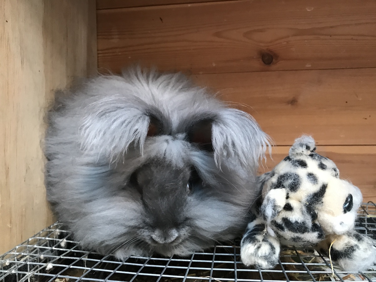 Blue English Angora - UK National Angora Rabbit Club