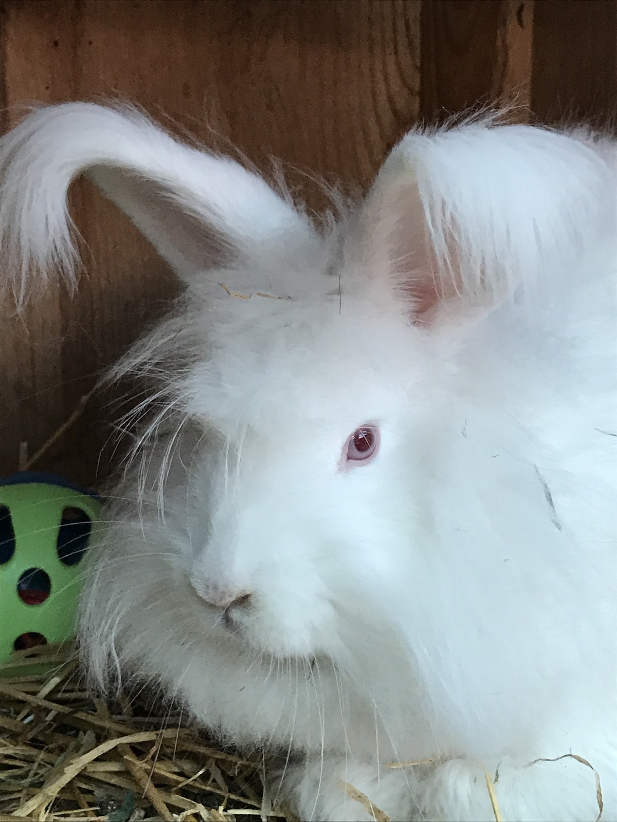 The Onion and the invisible ink - UK National Angora Rabbit Club