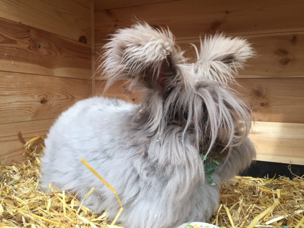 An introduction to the coloured angora rabbit - UK National Angora ...