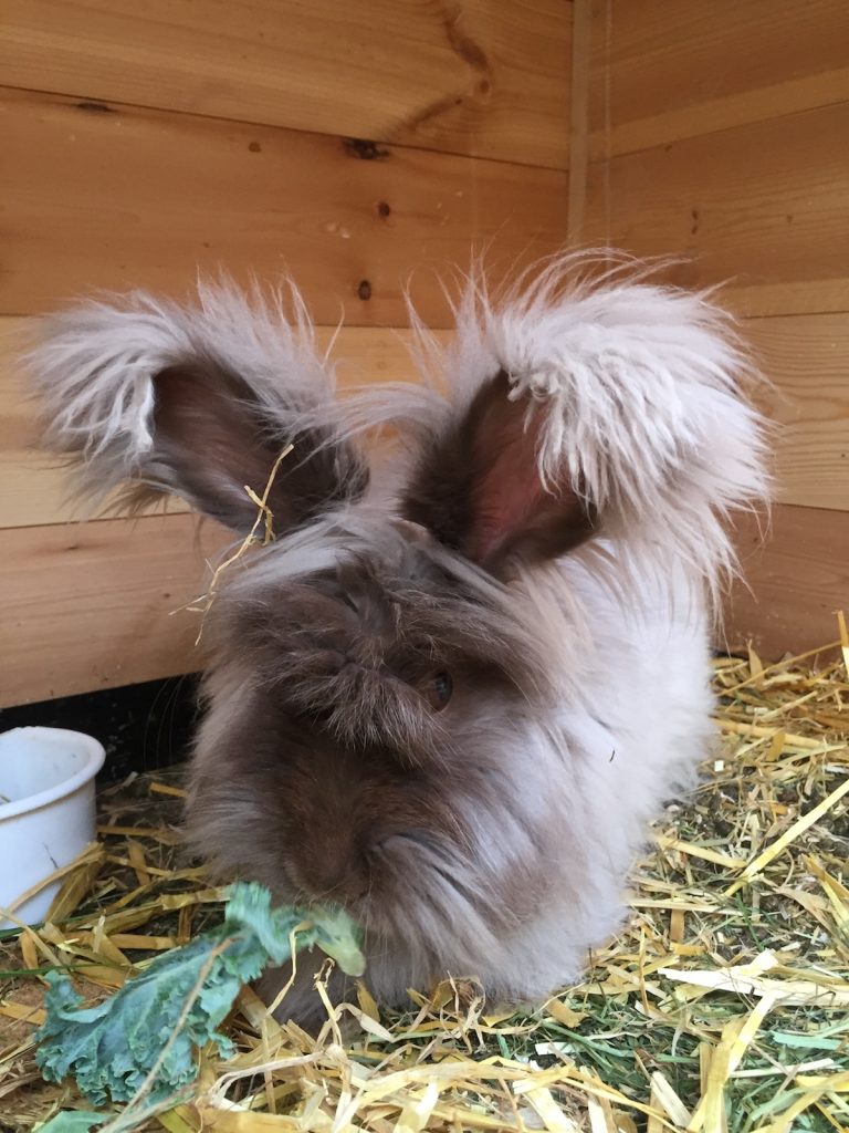 Chocolate english angora - UK National Angora Rabbit Club