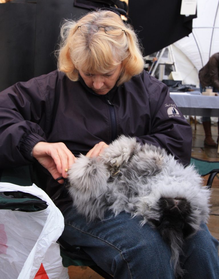 Grooming angora rabbits - UK National Angora Rabbit Club