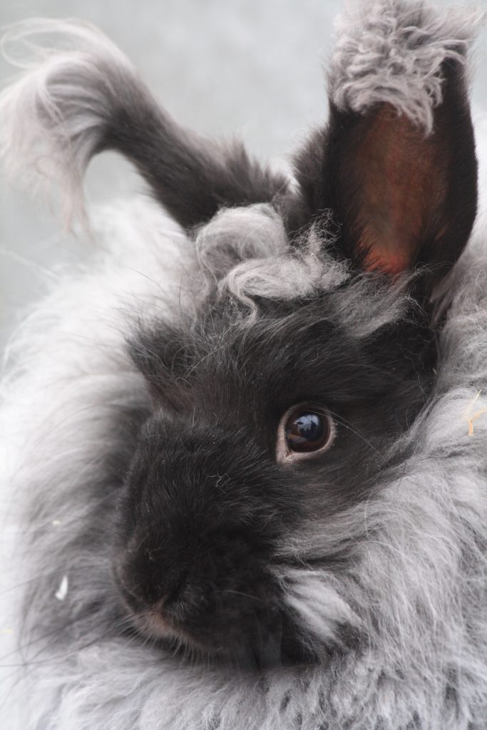 Smoke English Angora - UK National Angora Rabbit Club