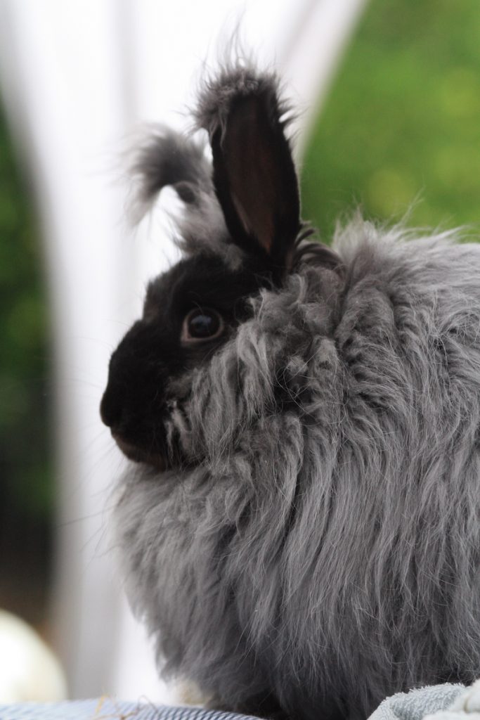 About - UK National Angora Rabbit Club