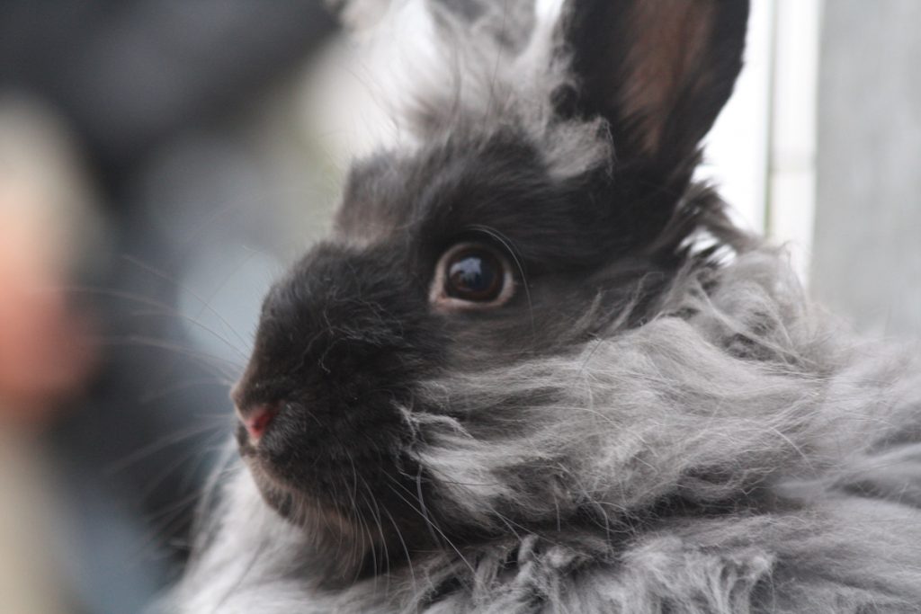 Smoke English Angora - UK National Angora Rabbit Club