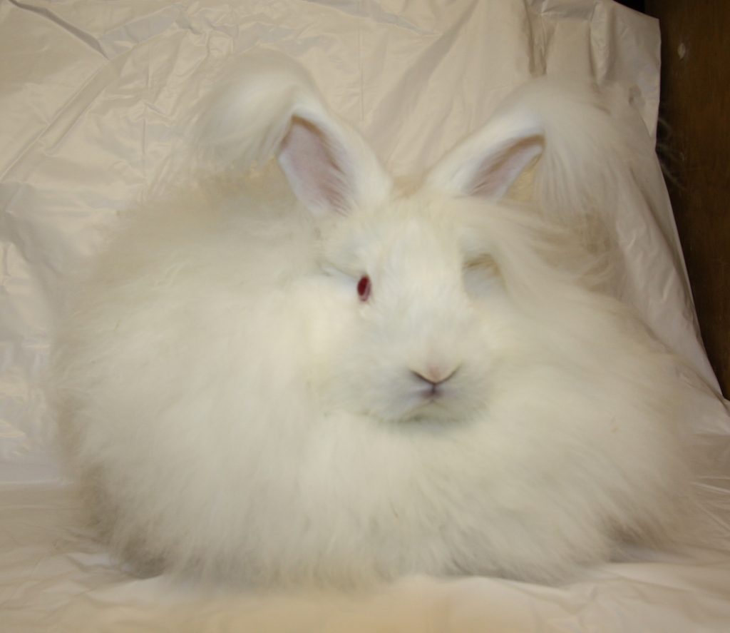 The breed standard of the white English Angora - UK National Angora ...