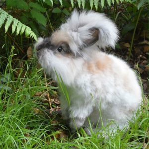 How to keep an Angora rabbit - UK National Angora Rabbit Club