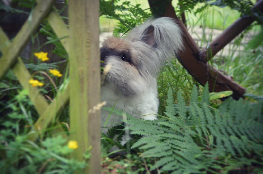 Angora rabbit Ralph - UK National Angora Rabbit Club