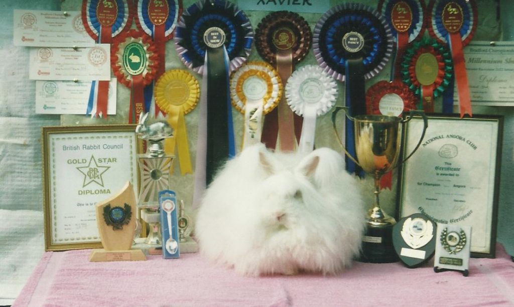 The breed standard of the white English Angora - UK National Angora ...