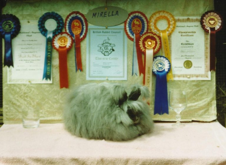 Breed standard for coloured English Angoras - UK National Angora Rabbit ...