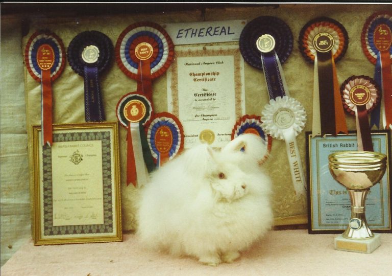 BRC ** Show Coventry Rabbit and Cavy Club - UK National Angora Rabbit Club