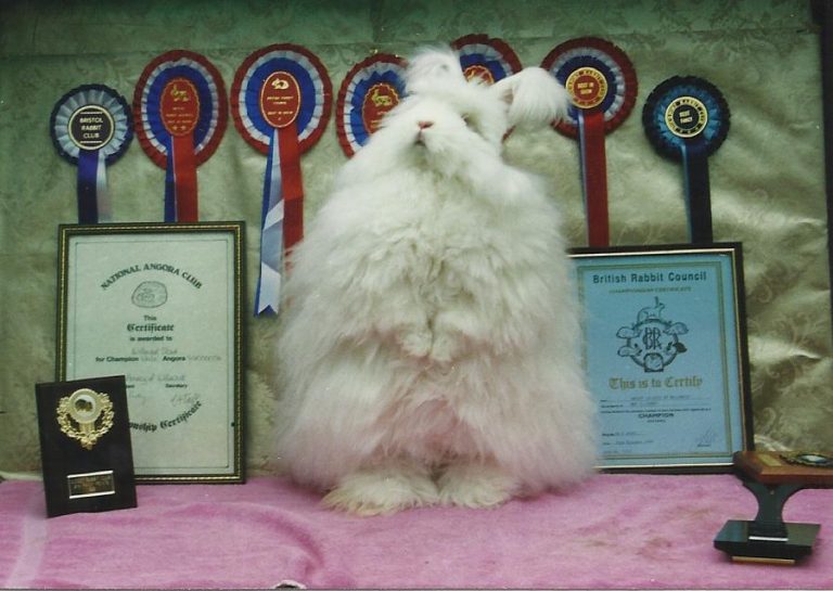 About - UK National Angora Rabbit Club