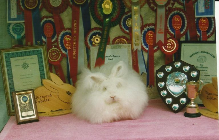 The breed standard of the white English Angora - UK National Angora ...