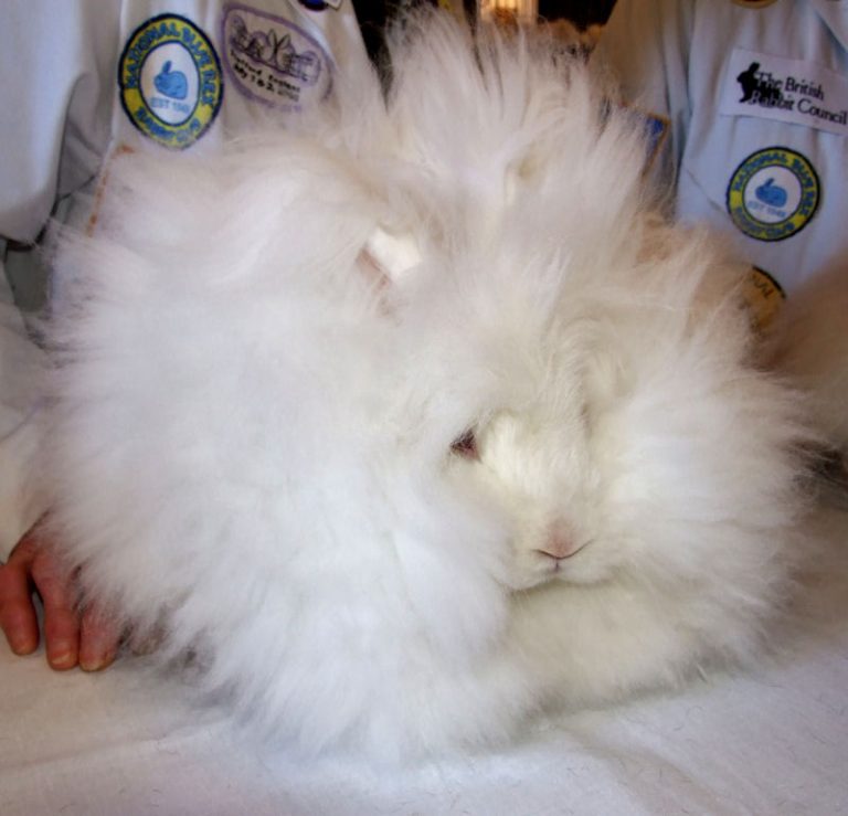 Life span of an Angora rabbit - UK National Angora Rabbit Club