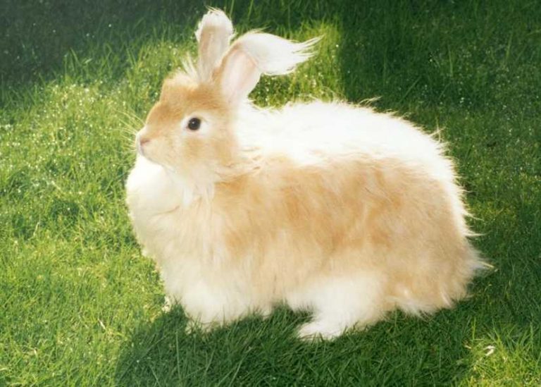 Breed standard for coloured English Angoras - UK National Angora Rabbit ...