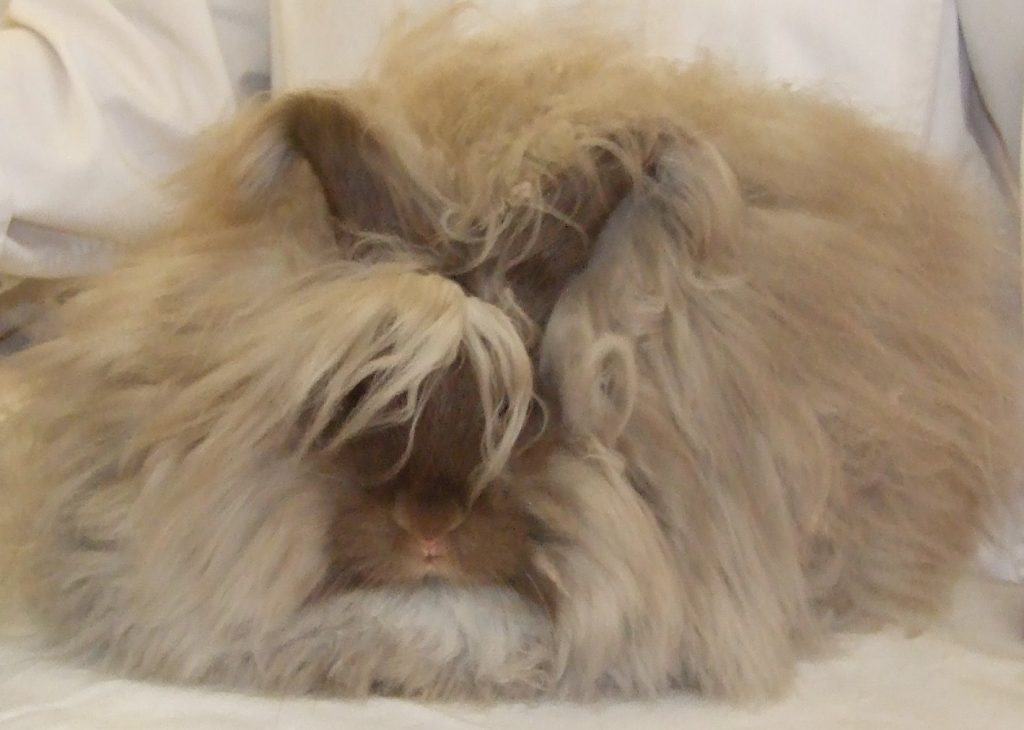 Chocolate english angora - UK National Angora Rabbit Club