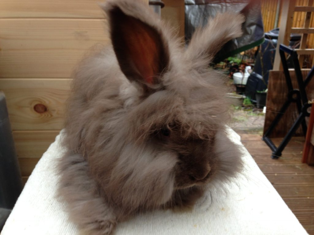 Chocolate english angora - UK National Angora Rabbit Club