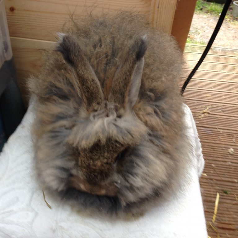 An introduction to the coloured angora rabbit - UK National Angora ...