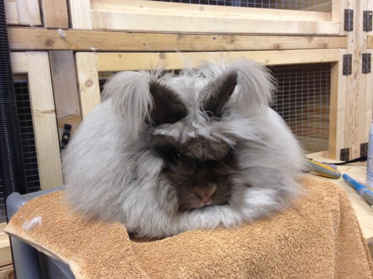 Beginners guide to showing angora rabbits - UK National Angora Rabbit Club
