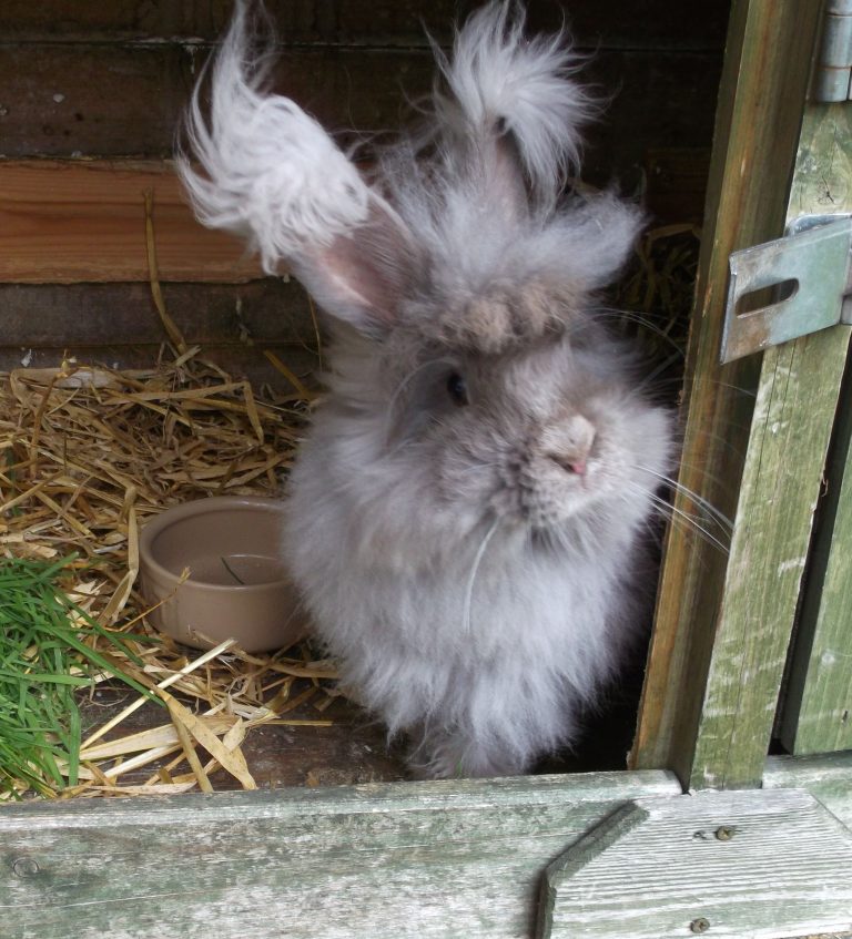 Self colours Lilac English Angora - UK National Angora Rabbit Club