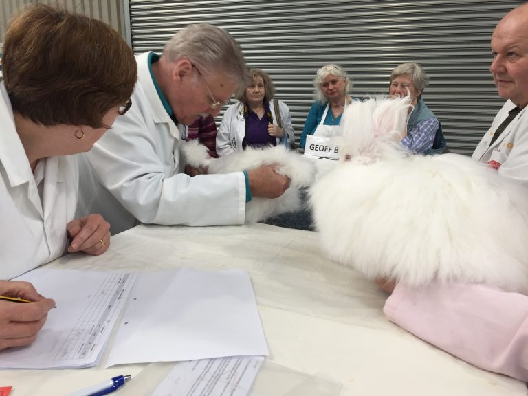 Judging the Angora Rabbit - UK National Angora Rabbit Club