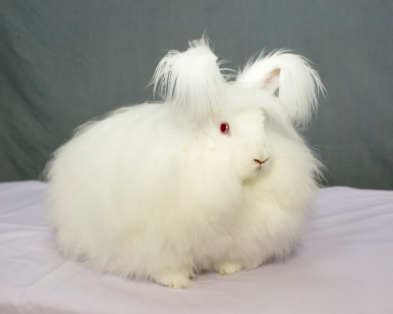 London Championship Show 2017 - UK National Angora Rabbit Club