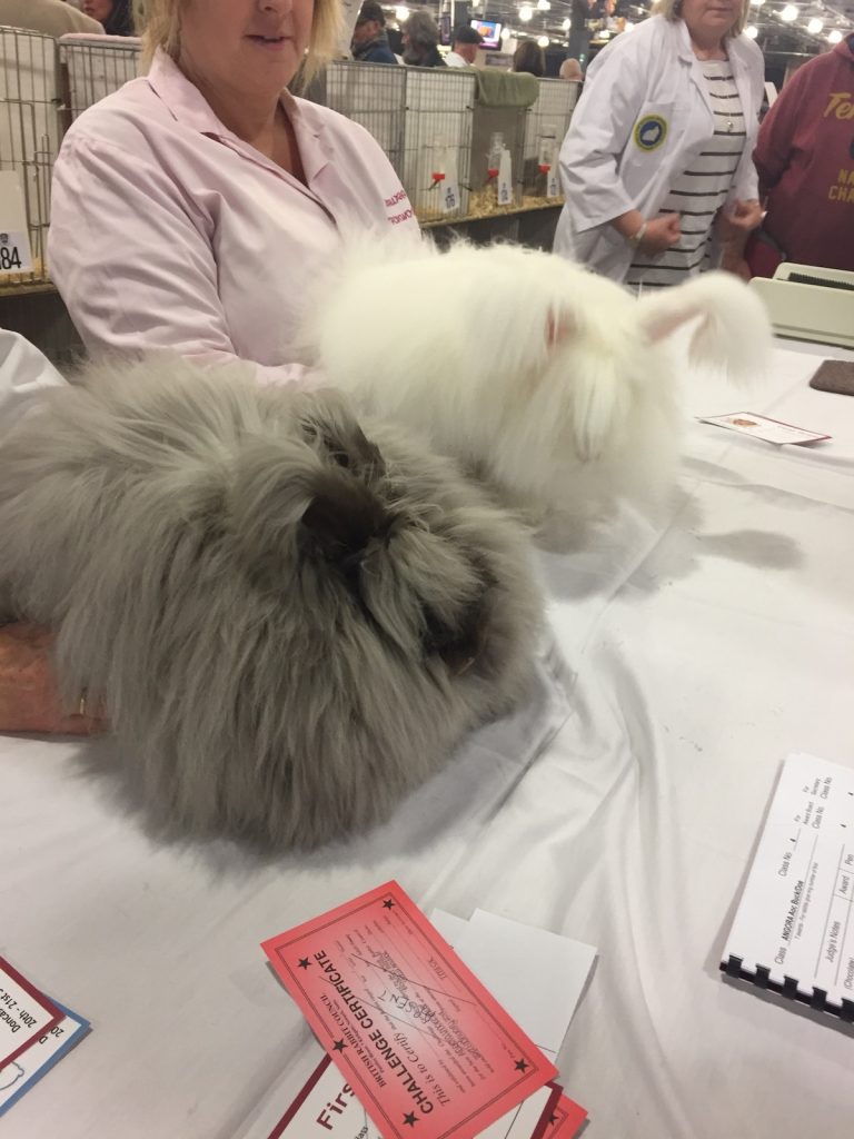 Bradford Small Livestock Show 2018 - UK National Angora Rabbit Club