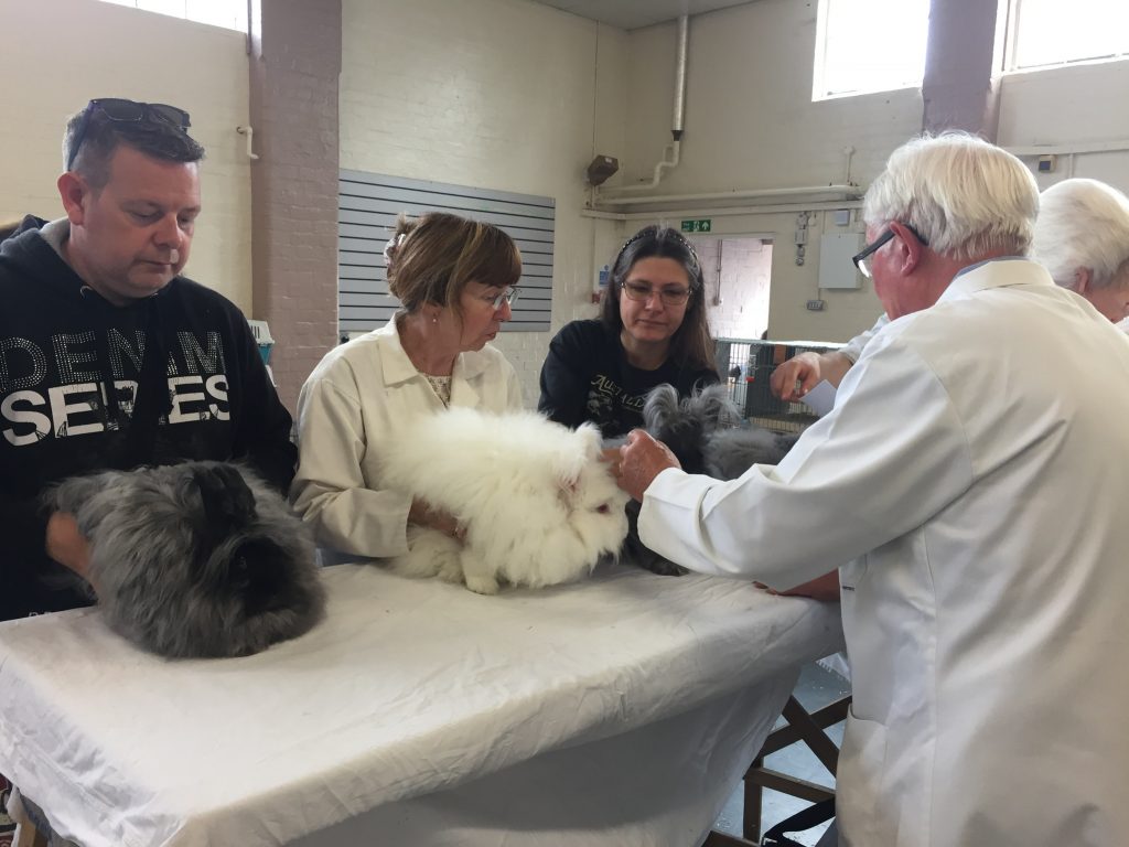 Coventry Stock Show May 2018 and AGM - UK National Angora Rabbit Club