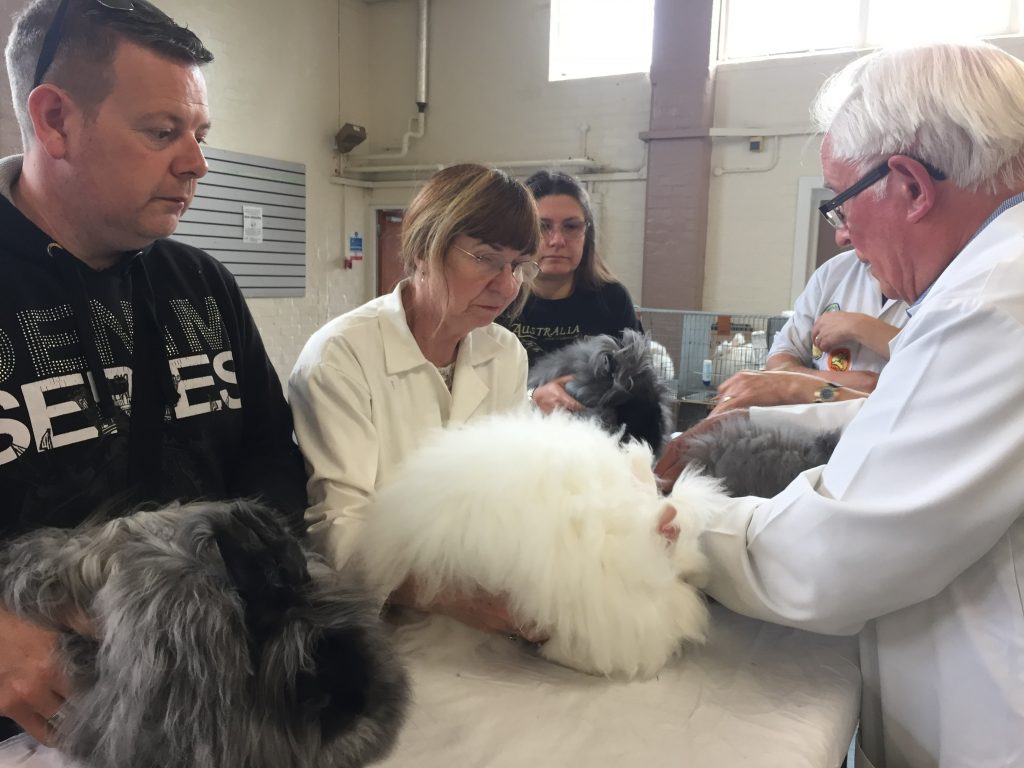 Coventry Stock Show May 2018 and AGM - UK National Angora Rabbit Club