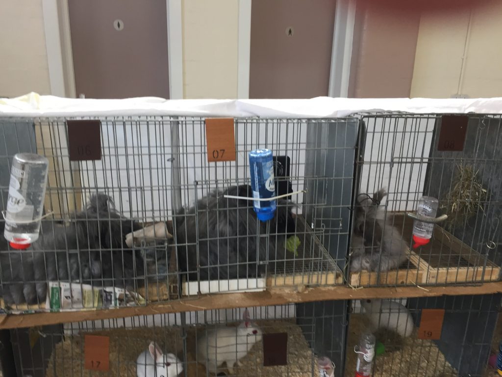 Coventry Stock Show May 2018 and AGM - UK National Angora Rabbit Club
