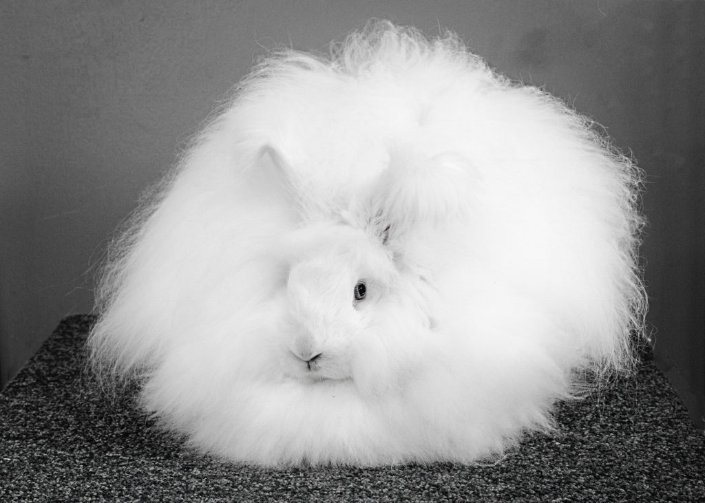 Coventry Stock Show May 2018 and AGM - UK National Angora Rabbit Club