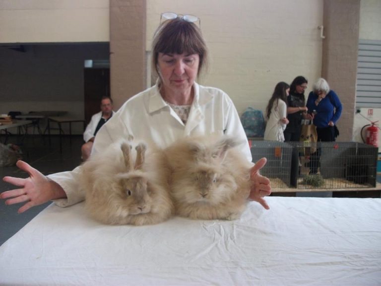 Coventry Stock Show May 2018 and AGM - UK National Angora Rabbit Club