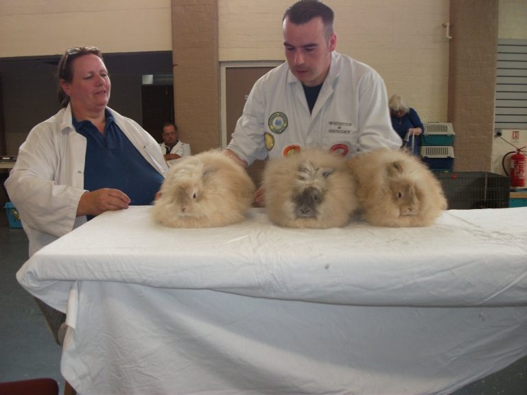 Coventry Stock Show May 2018 and AGM - UK National Angora Rabbit Club