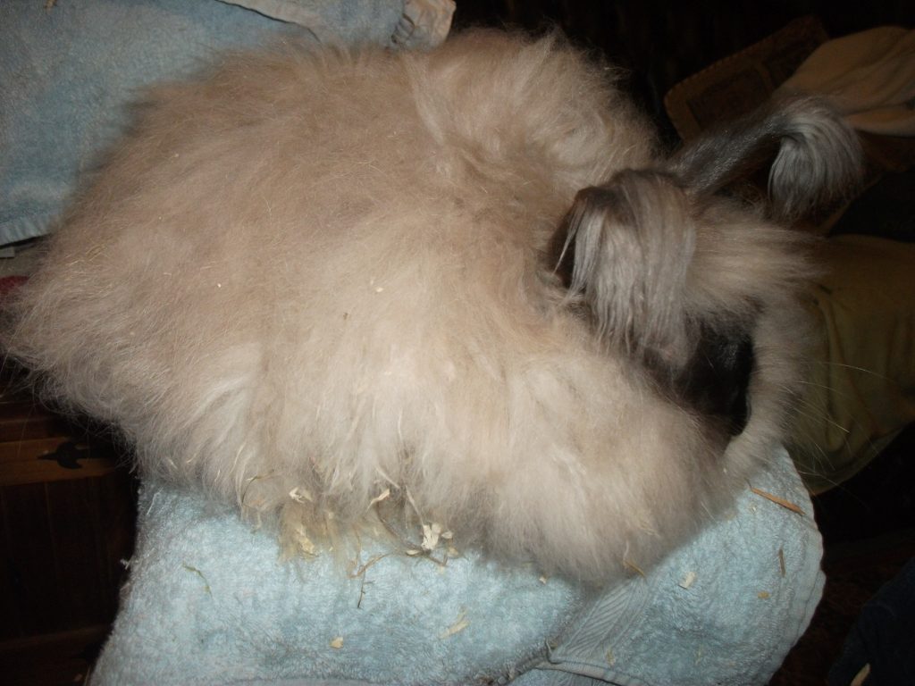 Siamese Sable english angora - UK National Angora Rabbit Club